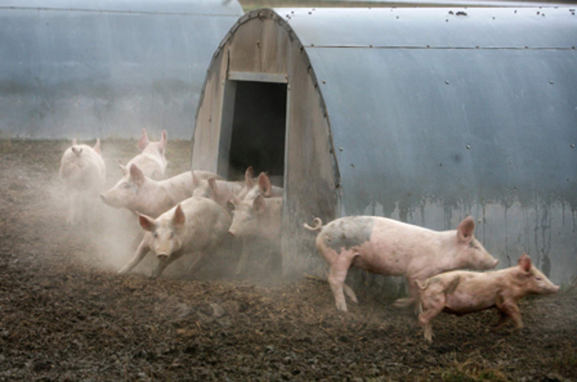 Brist på ekologiskt kött hotar svensk Kravmärkning - DN.SE Brist på ekologiskt kött hotar svensk Kravmärkning - DN.SE